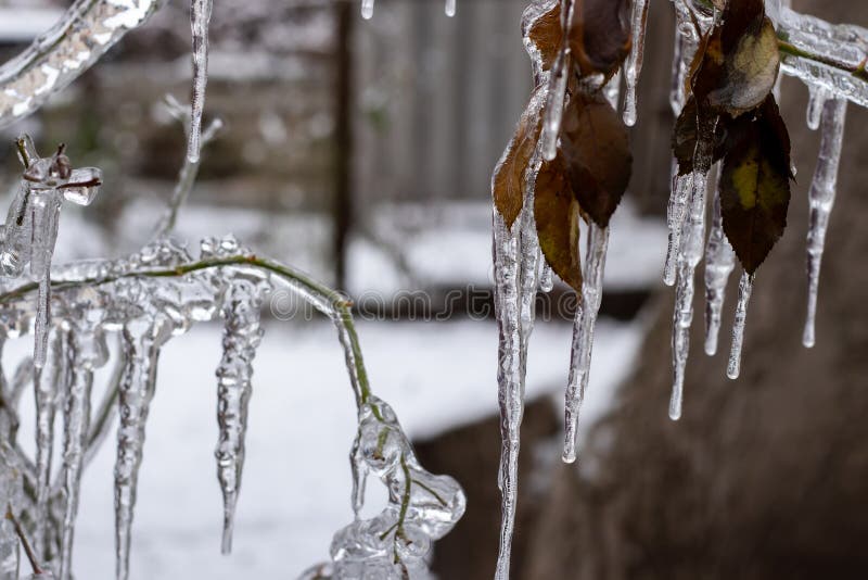 Frozen in the Ice Tree Branches Close Up Stock Photo - Image of ...