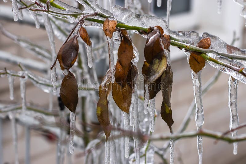 Frozen in the Ice Tree Branches Close Up Stock Image - Image of weather ...