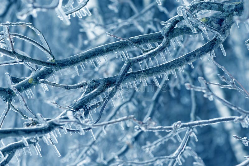 Frozen in the Ice Tree Branches. Frozen Tree Branch in Winter. Stock ...