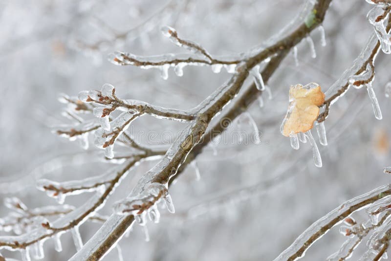 Frozen In The Ice Tree Branches. Frozen Tree Branch In Winter. Stock ...