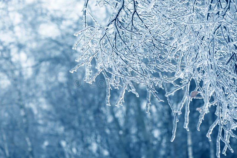 Frozen in the Ice Tree Branches. Frozen Tree Branch in Winter. Stock ...
