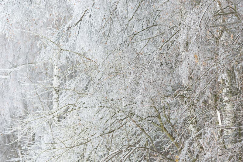 Frozen in the Ice Tree Branches. Frozen Tree Branch in Winter. Stock ...
