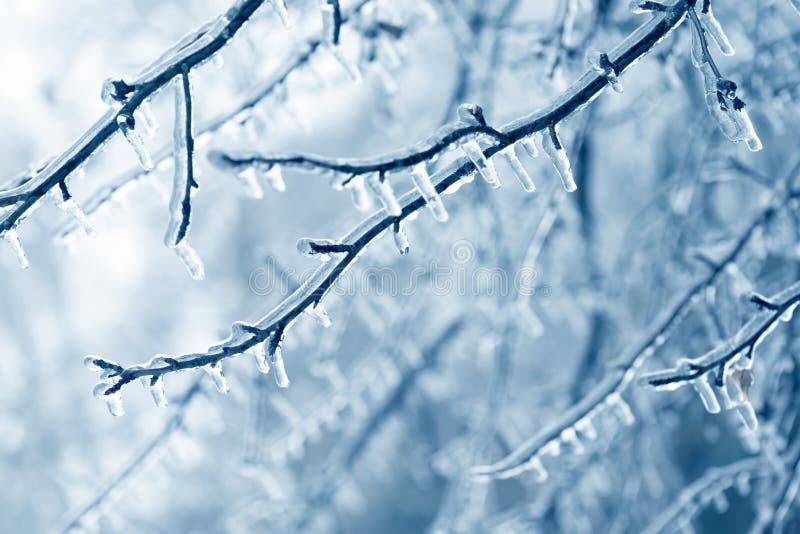 Frozen in the Ice Tree Branches. Frozen Tree Branch in Winter. Stock ...