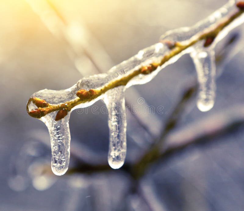 Frozen in Ice Tree Branches, Iced Trees Stock Image - Image of rain ...
