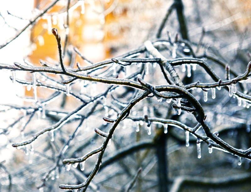 Frozen in Ice Tree Branches, Iced Trees Stock Image - Image of rain ...