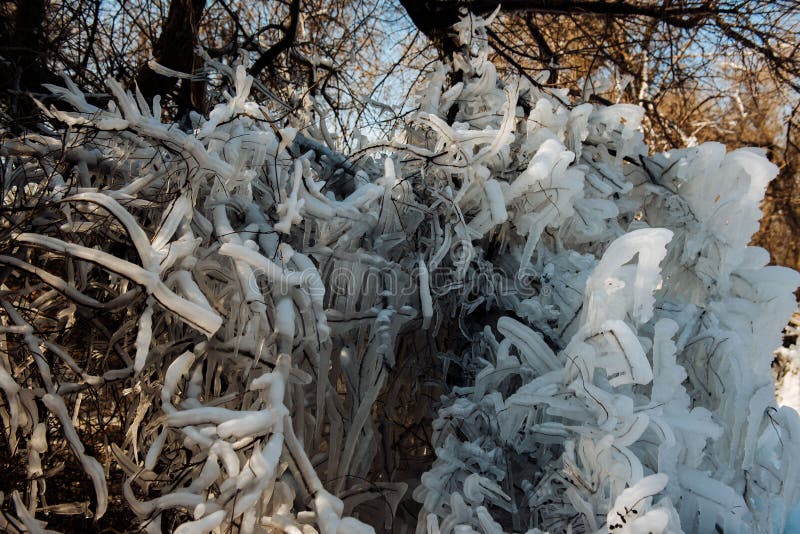 Frozen Ice Tree in the Winter. the Parts of the Tree are Frozen. Stock ...