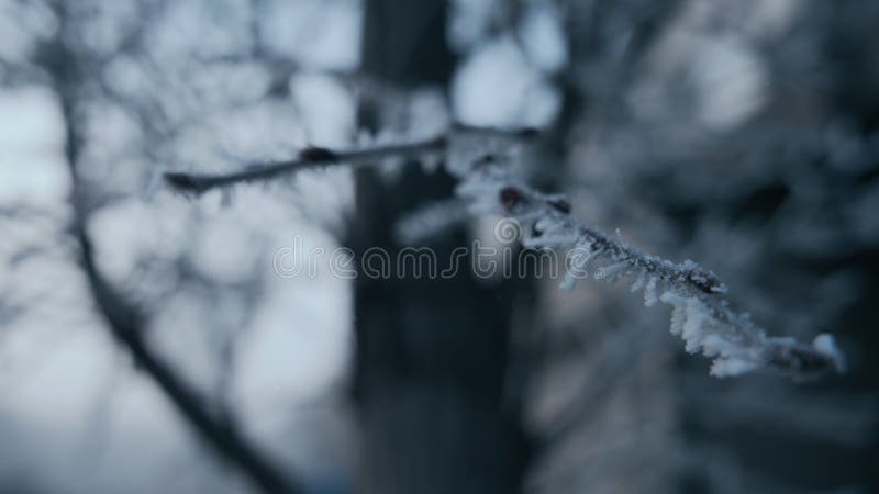 Frozen Iced Branches of a Tree Under Falling Snow in Winter Stock ...