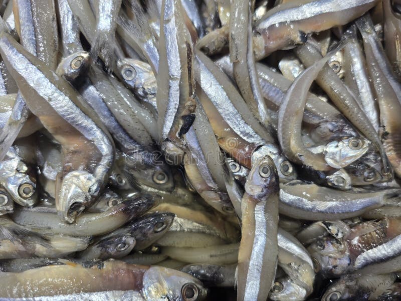 Frozen Iced Cold Fish Display Supermarket Fresh Food Section Stock ...