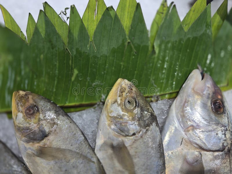 Frozen Iced Cold Fish Display at Supermarket Fresh Food Section Stock ...