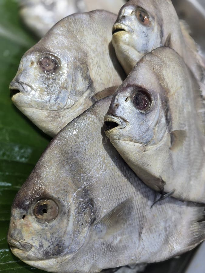 Frozen Iced Cold Fish Display at Supermarket Fresh Food Section Stock ...