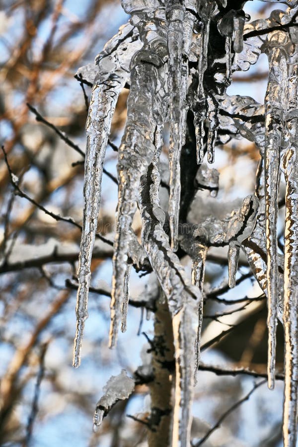 Frozen Icicles on the Tree Branches Stock Image - Image of nature ...