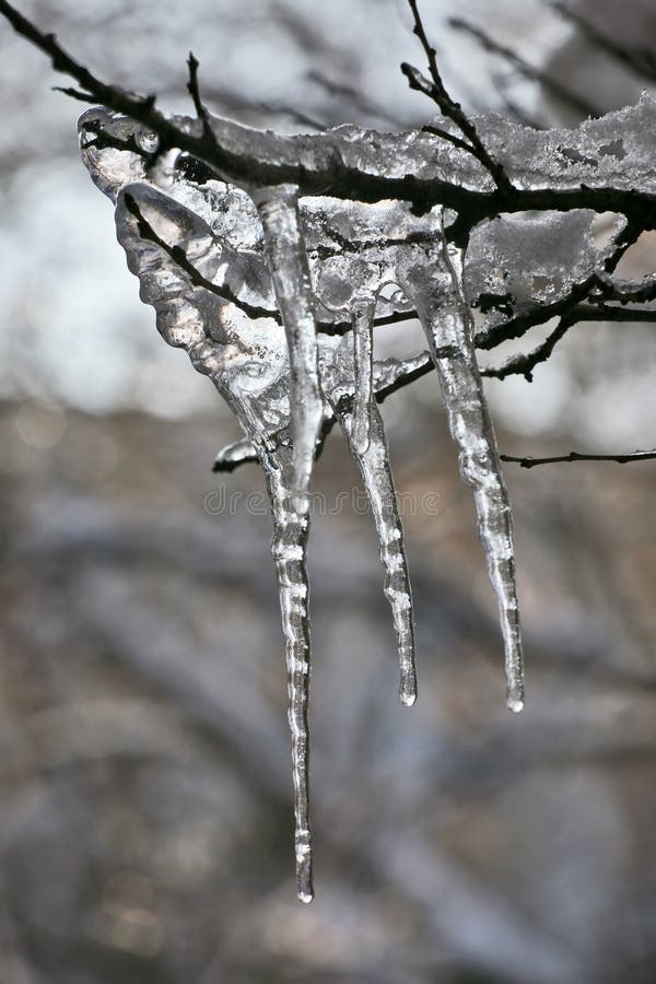 Frozen Icicles on the Tree Branches Stock Image - Image of bright ...