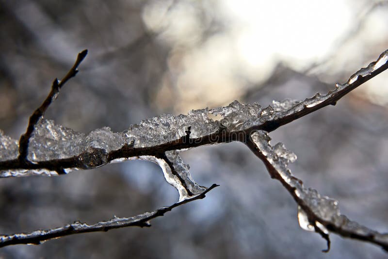 Frozen Icicles on the Tree Branches. the Seasons of Nature Stock Photo ...