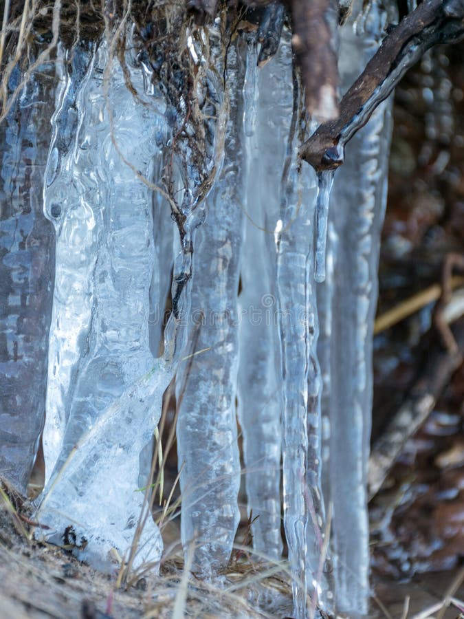 Frozen Icicles and Tree Roots Stock Photo - Image of season, nature ...