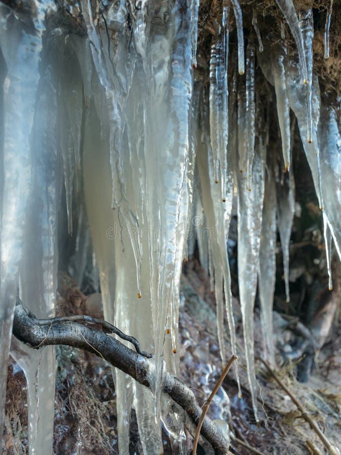 Frozen Icicles and Tree Roots Stock Image - Image of frozen, season ...