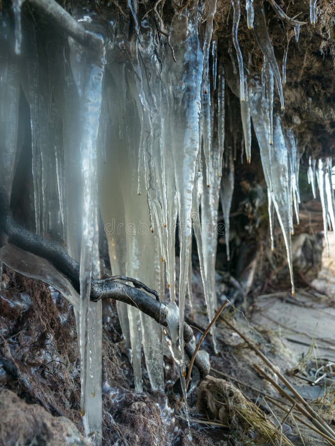 Ice Icicles on Tree Branches on the Shores of Lake Michigan Stock Photo ...