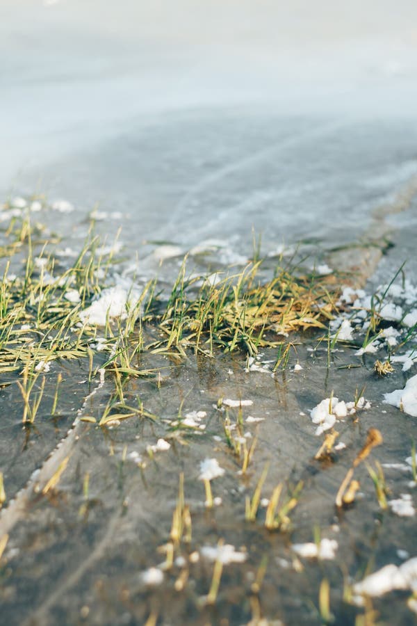 Frozen Icy Dry Grass in the Snow Close Up Stock Image - Image of ...