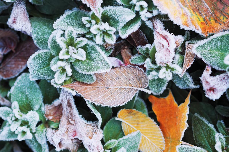 Frozen icy leaf at ground stock photo. Image of background - 103099024