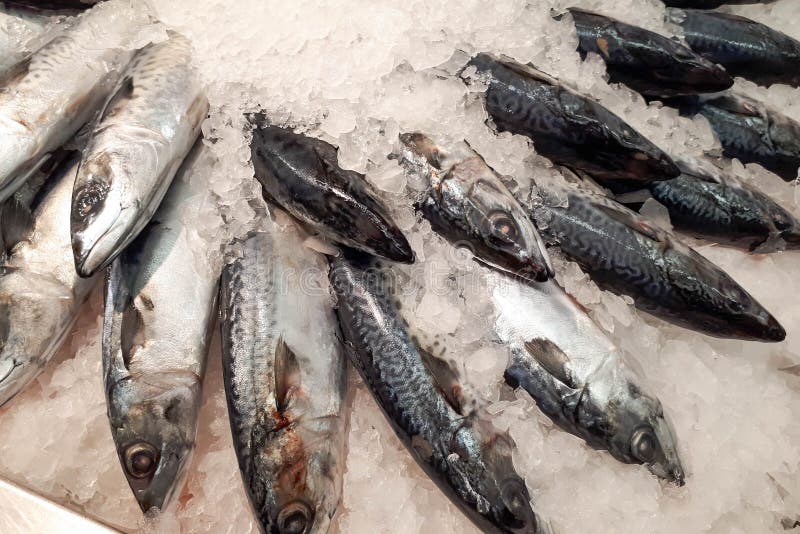 102 Frozen Saba Fish Stock Photos - Free & Royalty-Free Stock Photos ...