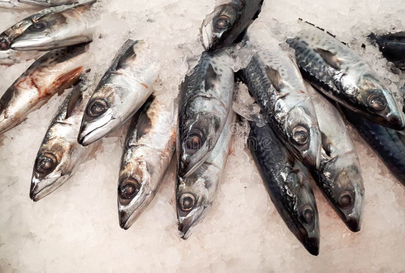 Frozen Japanese Saba Fish Stock Photos - Free & Royalty-Free Stock ...