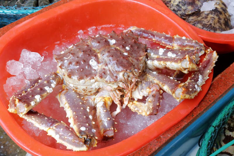 Frozen King crab in basin stock photo. Image of cooked - 72637486