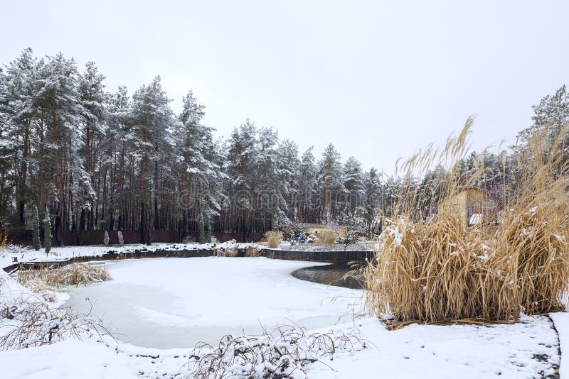 Frozen lake in the forest stock photo. Image of water - 57818192