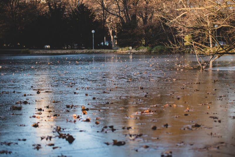 Frozen Lake with Leaves Under the Surface Stock Image - Image of point ...