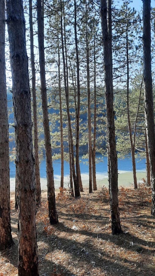 Frozen Lake Pine Trees Reed Mace Stock Photo - Image of lake ...