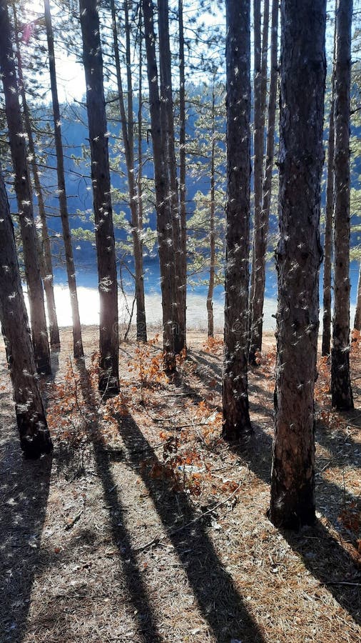 Frozen Lake Pine Trees Reed Mace Stock Image - Image of water, nature ...