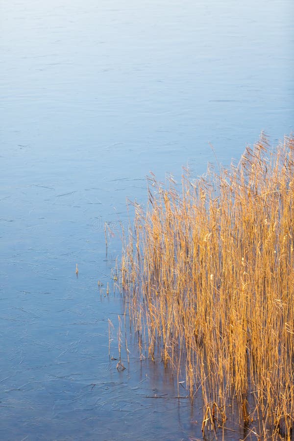Frozen Lake with Reeds on Shore Stock Image - Image of foreground, nice ...