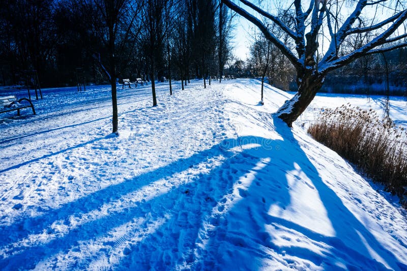 Frozen Lake and Tree Casting Shadow in Winter Stock Image - Image of ...