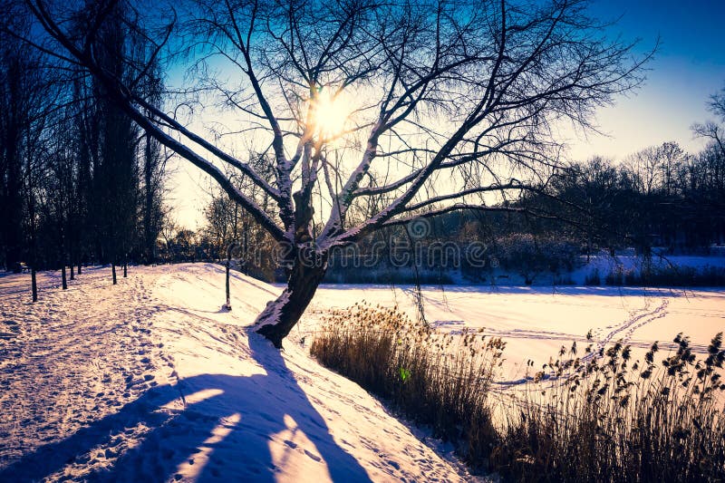 Frozen Lake and Tree Casting Shadow in Winter Stock Image - Image of ...