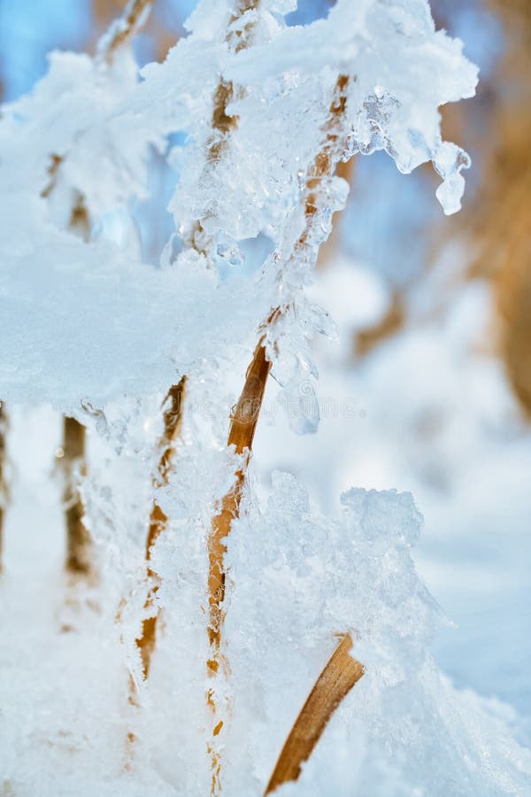 Frozen land stock photo. Image of bright, season, abstract - 11397846