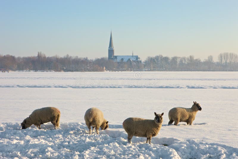 Frozen Landcape with Four Sheep Stock Image - Image of outdoor, season ...