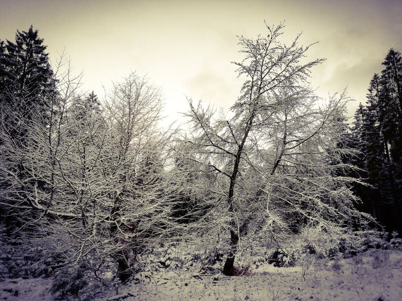Frozen Landscape with Snowy Trees Stock Photo - Image of spring, leaf ...