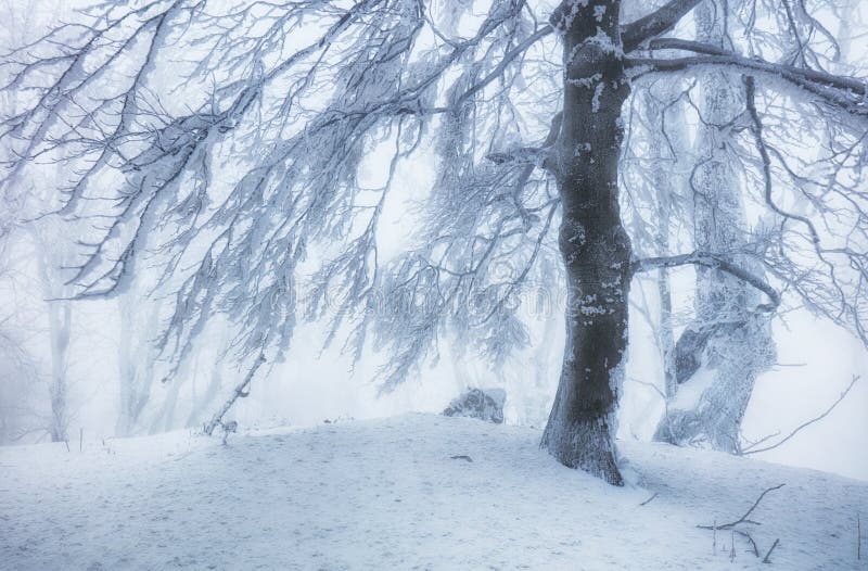 Frozen Landscape - Winter Mist Forest Stock Photo - Image of frozen ...