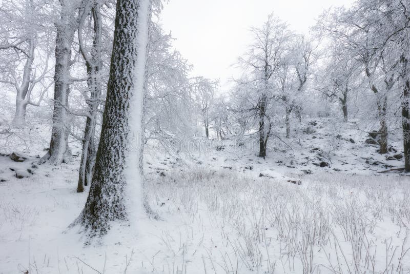 Winter mist stock photo. Image of snowy, winter, snow - 12924008