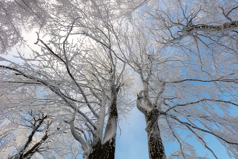 Frozen Landscape - Winter Mist Forest Stock Image - Image of beauty ...
