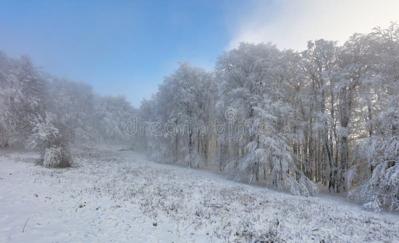 Frozen Landscape - Winter Mist Forest Stock Photo - Image of season ...