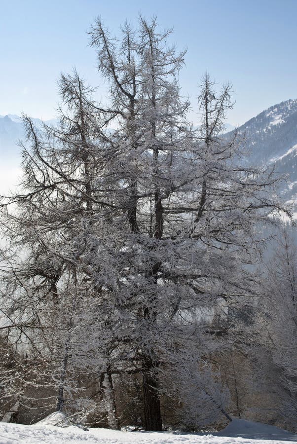 Frozen larch stock photo. Image of mount, woodland, peak - 33800462