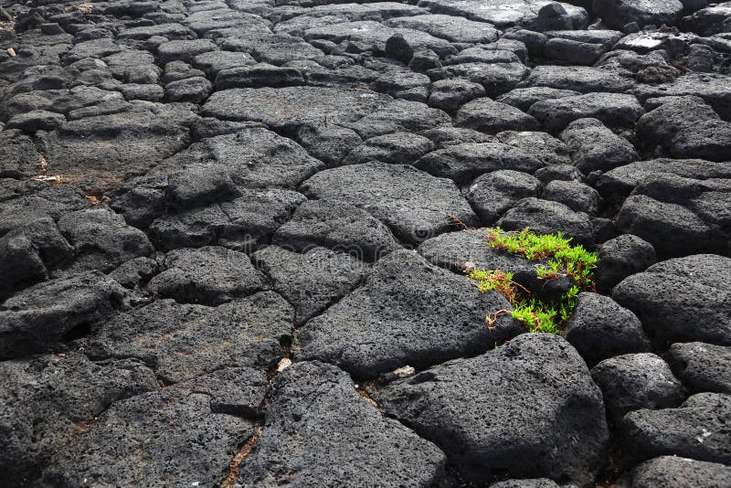 Frozen lava stock photo. Image of surface, coast, rocky - 17963262