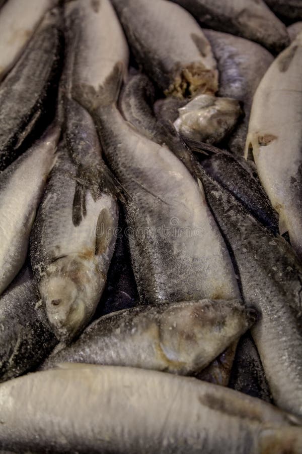 Frozen layered fish stock photo. Image of business, ichthyology - 154416982