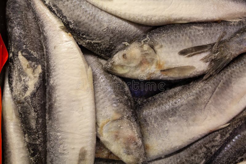 Frozen layered fish stock photo. Image of cold, herring - 179995232