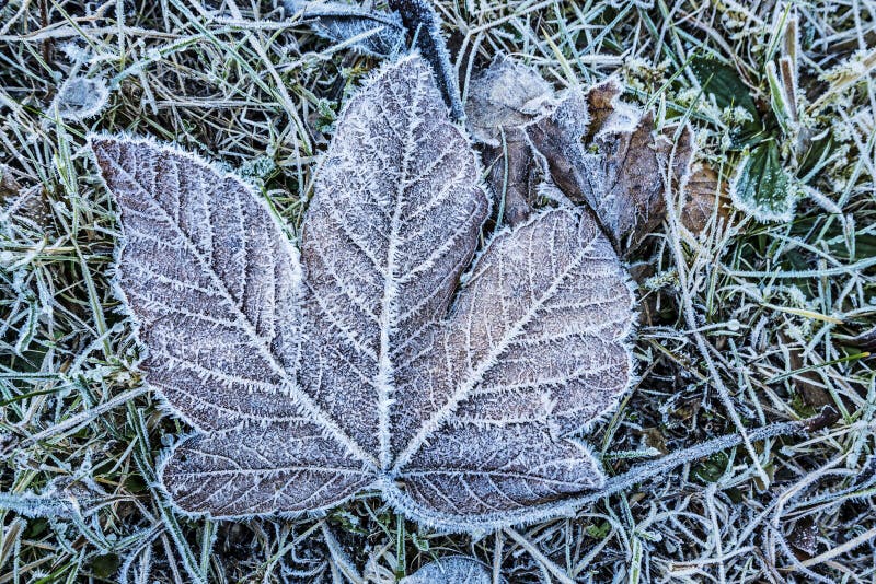 Frozen leaf stock image. Image of north, crystal, cold - 48583481