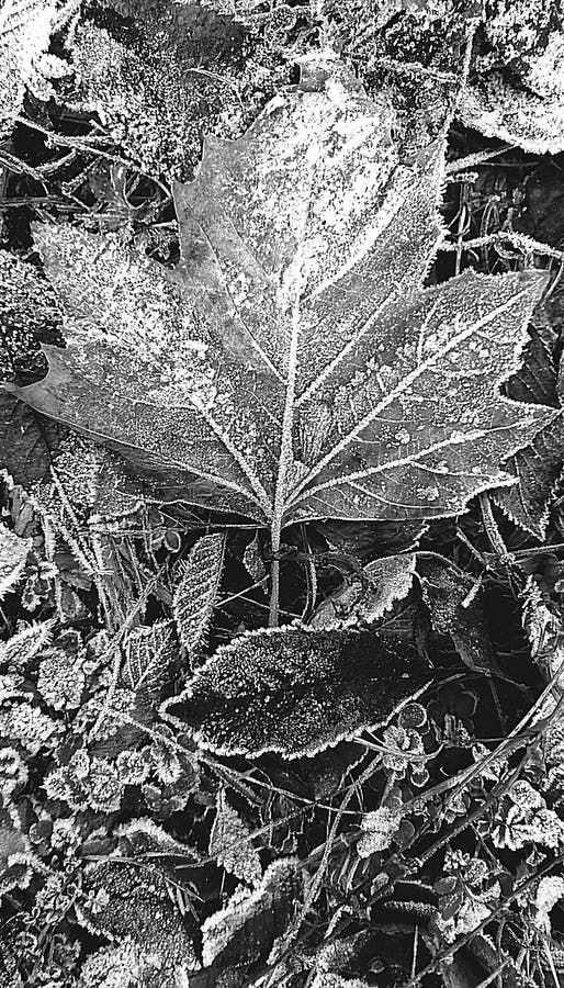 Frozen Leaf Closeup Black and White Stock Photo - Image of frozen ...