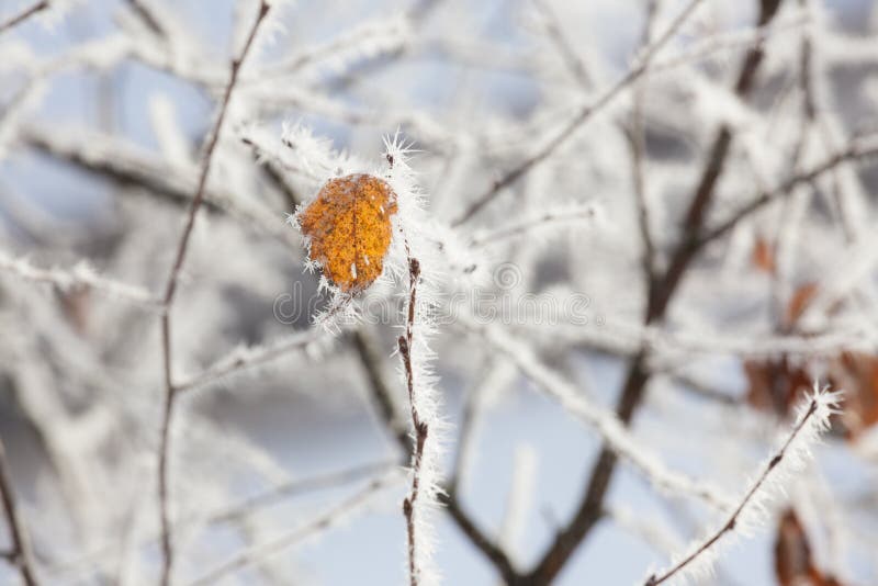 Frozen Leaf Cold Autumn Day Stock Image - Image of scenic, frosty ...