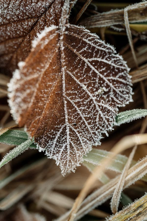 Frozen leaf stock photo. Image of leaf, frozen, morning - 265643002