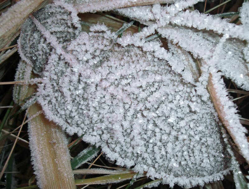 Frozen leaf covered of ice stock image. Image of closeup - 84588305