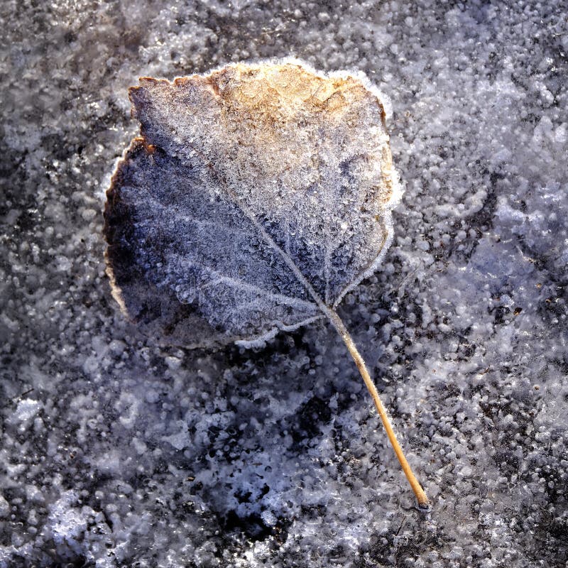 Frozen Leaf Details of Frost Stock Photo - Image of fading, frost ...
