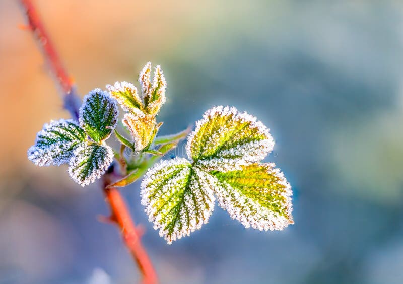 Frozen leaf stock photo. Image of frosty, natural, macro - 39356344